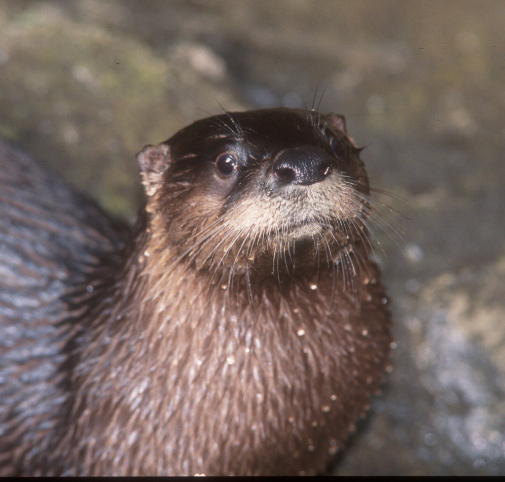 Otter - South Carolina Aquarium Online Curriculum